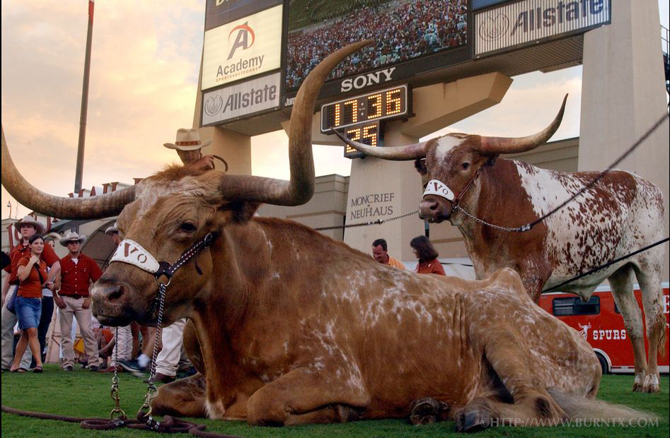 Bevo: The Most Famous Texas Longhorn Steer