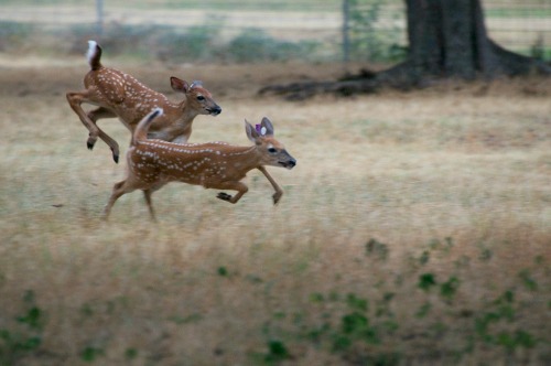 How A Fawn Celebrates A Mama On Mother's Day