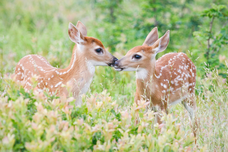How A Fawn Celebrates A Mama On Mother's Day